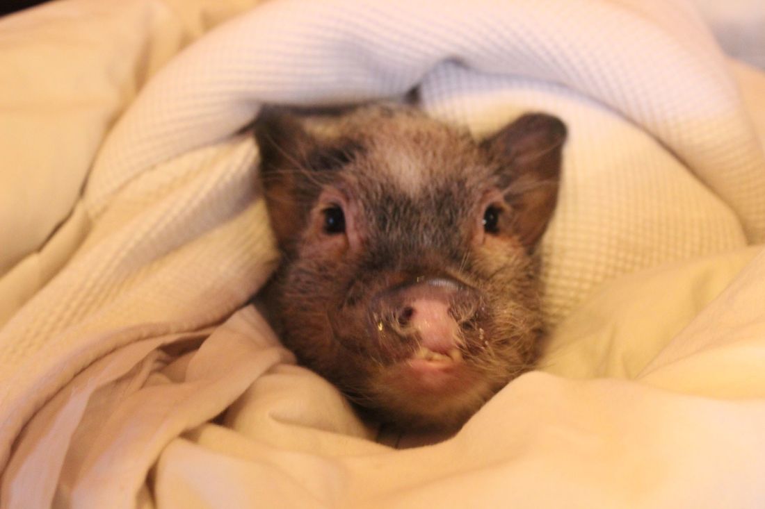 Au boulot - Élevage et Refuge Cochons Miniatures Saguenay