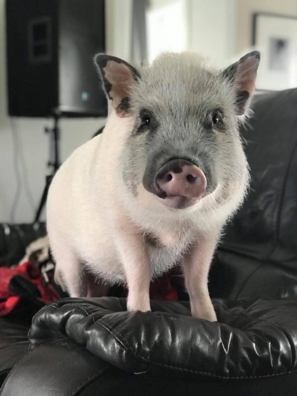 Mini cochon Saint-Jérôme - Élevage et Refuge Cochons Miniatures Saguenay